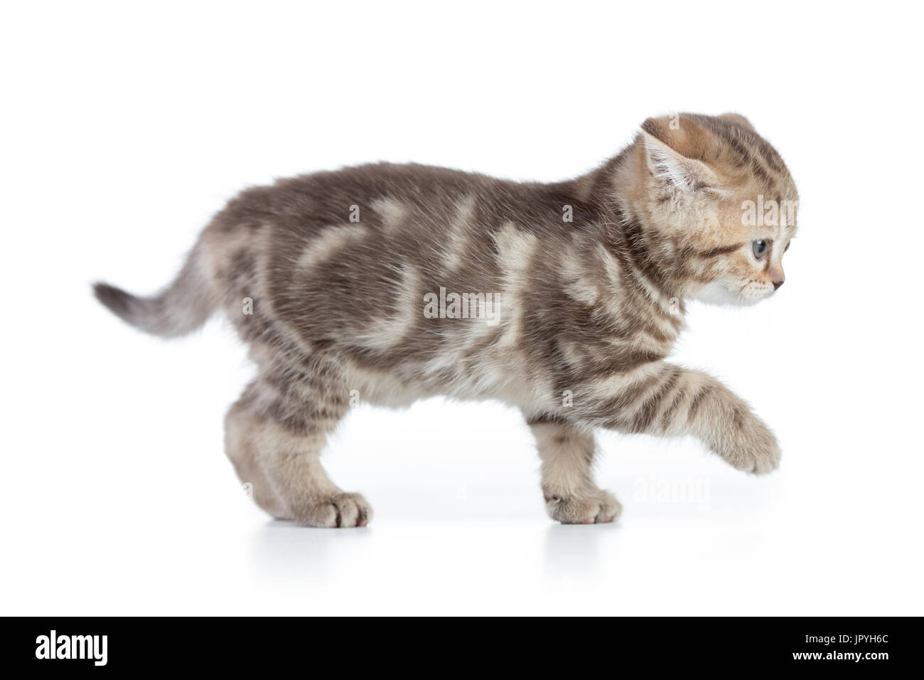 Afraid kitten cat side view Stock Photo - Alamy