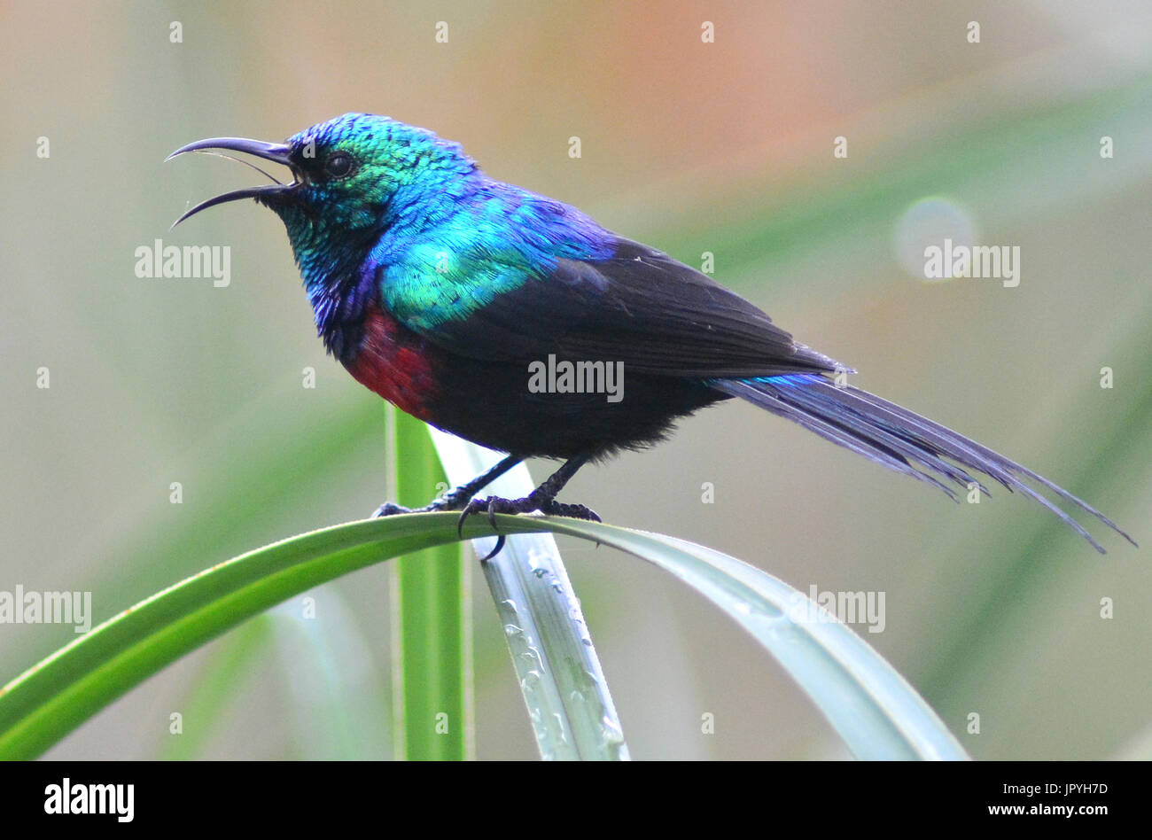 Sunbird pose hi-res stock photography and images - Alamy