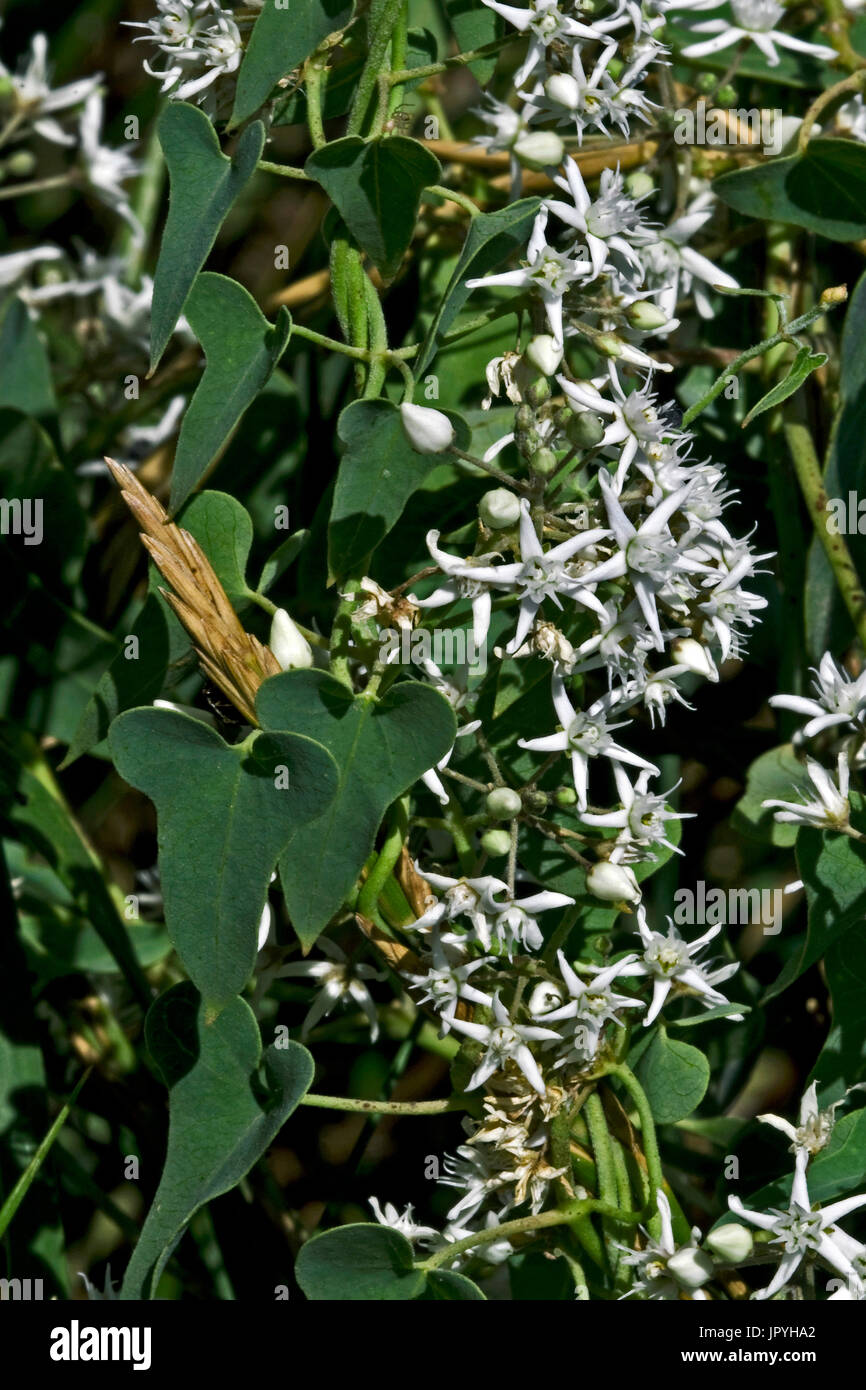 Dog-strangling vine in bloom Catalonia - Spain Stock Photo - Alamy