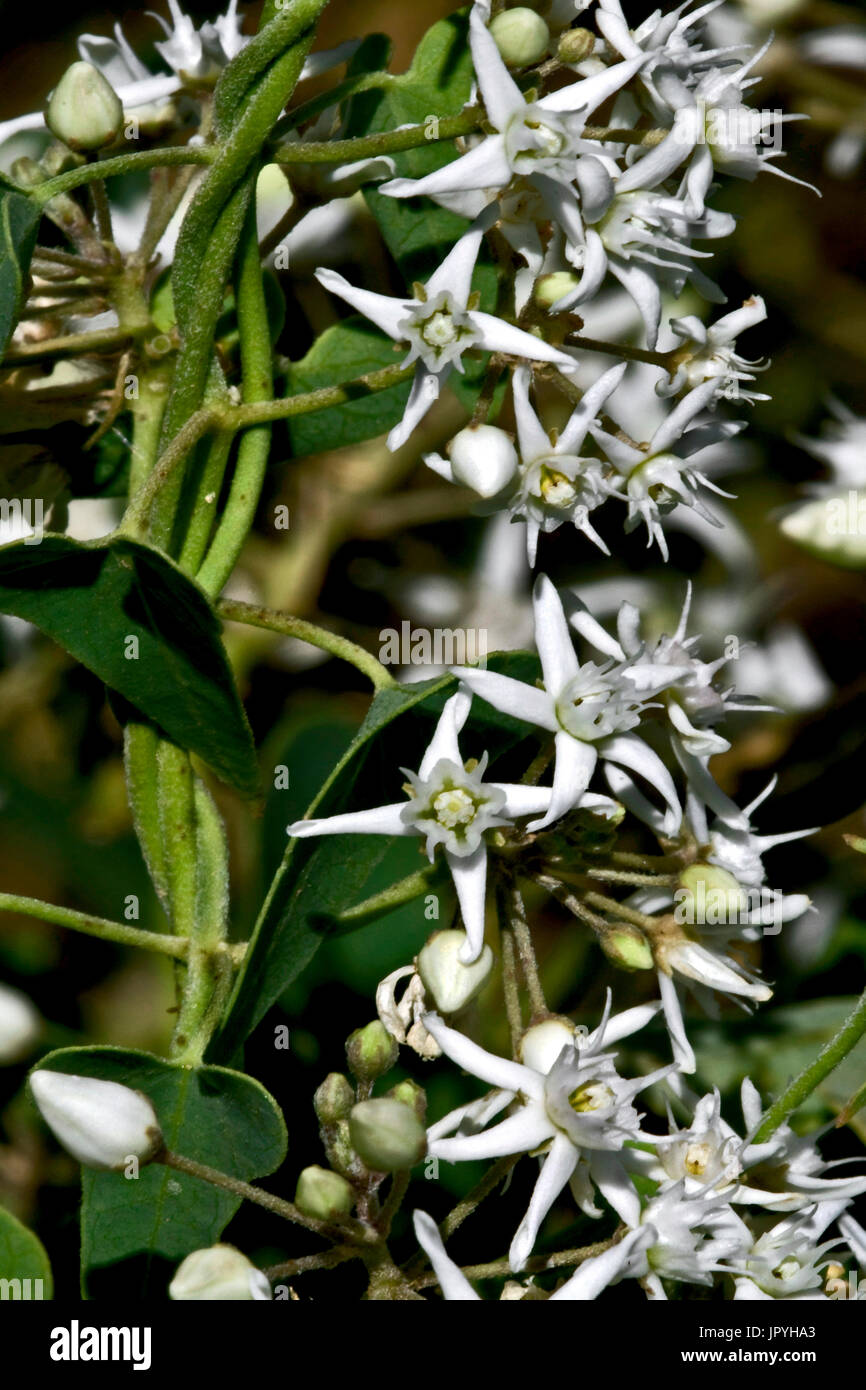 Dog-strangling vine in bloom Catalonia - Spain Stock Photo - Alamy