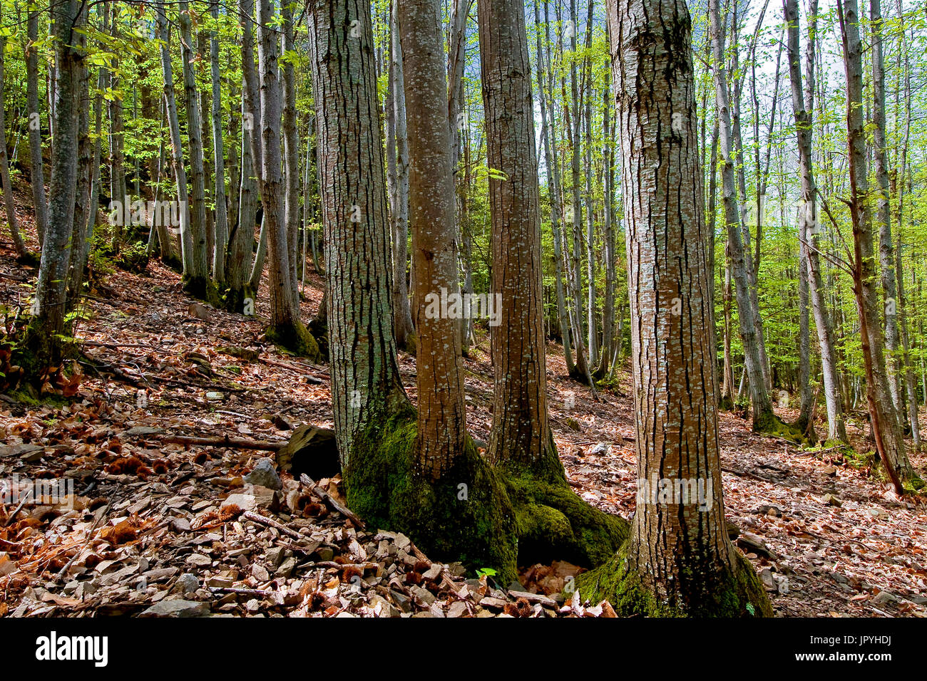 Forest area blight hi-res stock photography and images - Alamy
