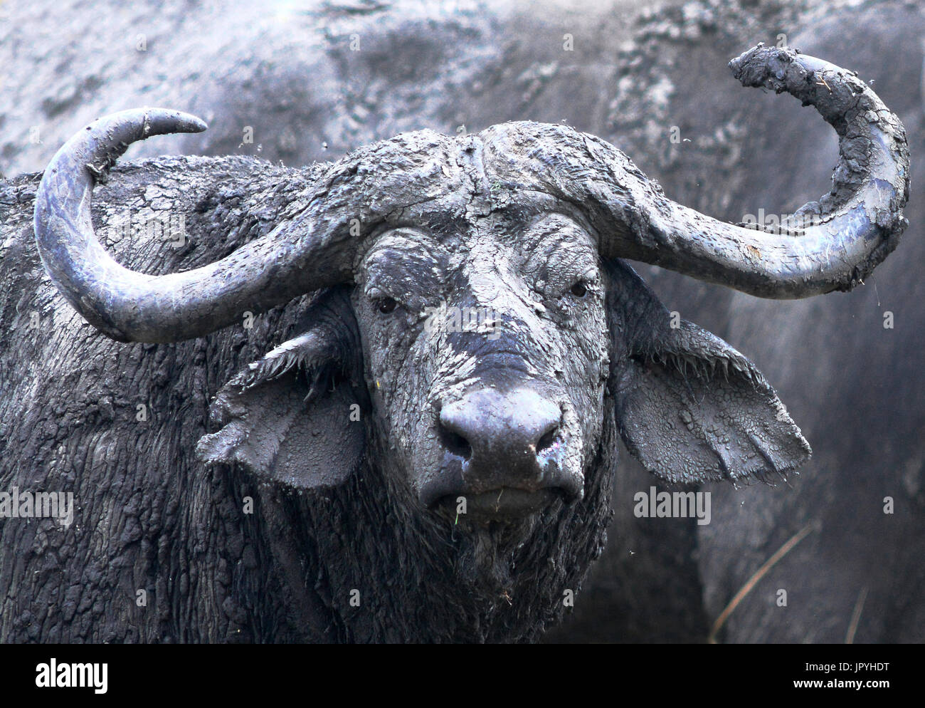 Portrait of African Buffalo after a mud bath - Uganda Stock Photo - Alamy