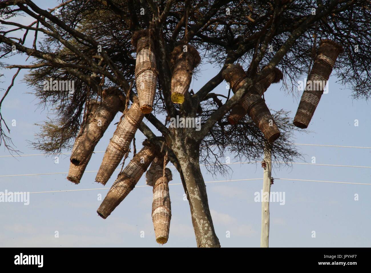 Hives hanging from a tree - Ethiopia Stock Photo - Alamy