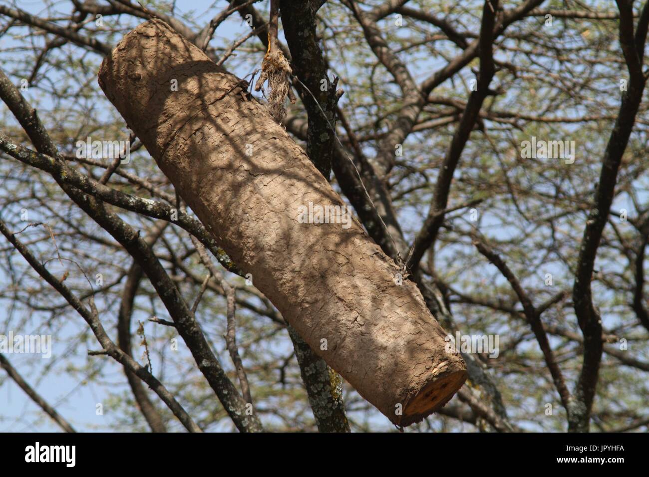 Hive hanging from a tree - Ethiopia Stock Photo - Alamy