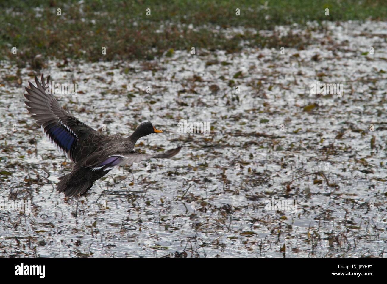 Yellow-billed duck in flight - Ethiopia Stock Photo - Alamy