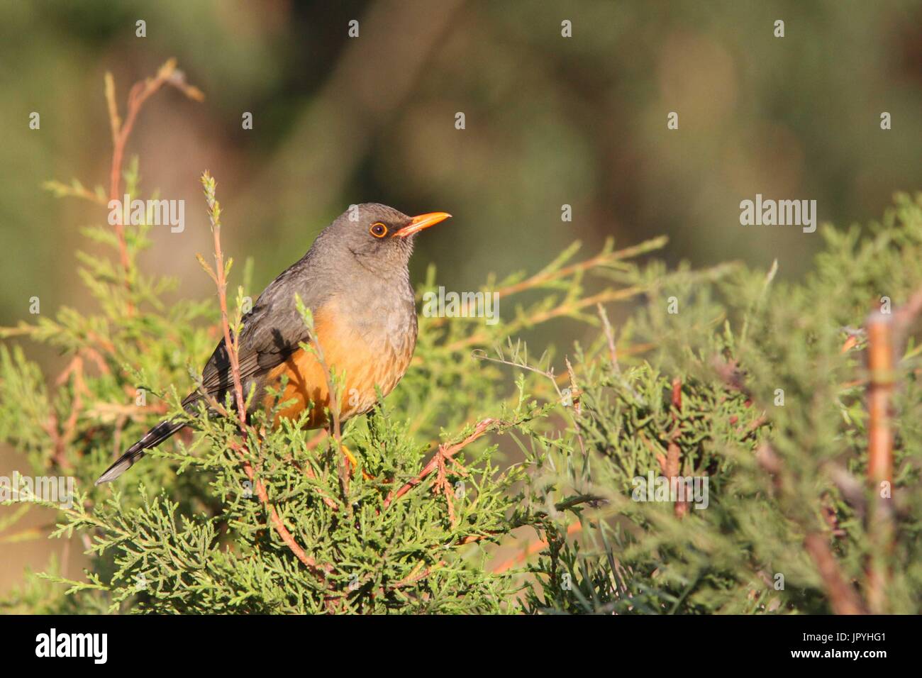 Adult abyssinian hi-res stock photography and images - Alamy