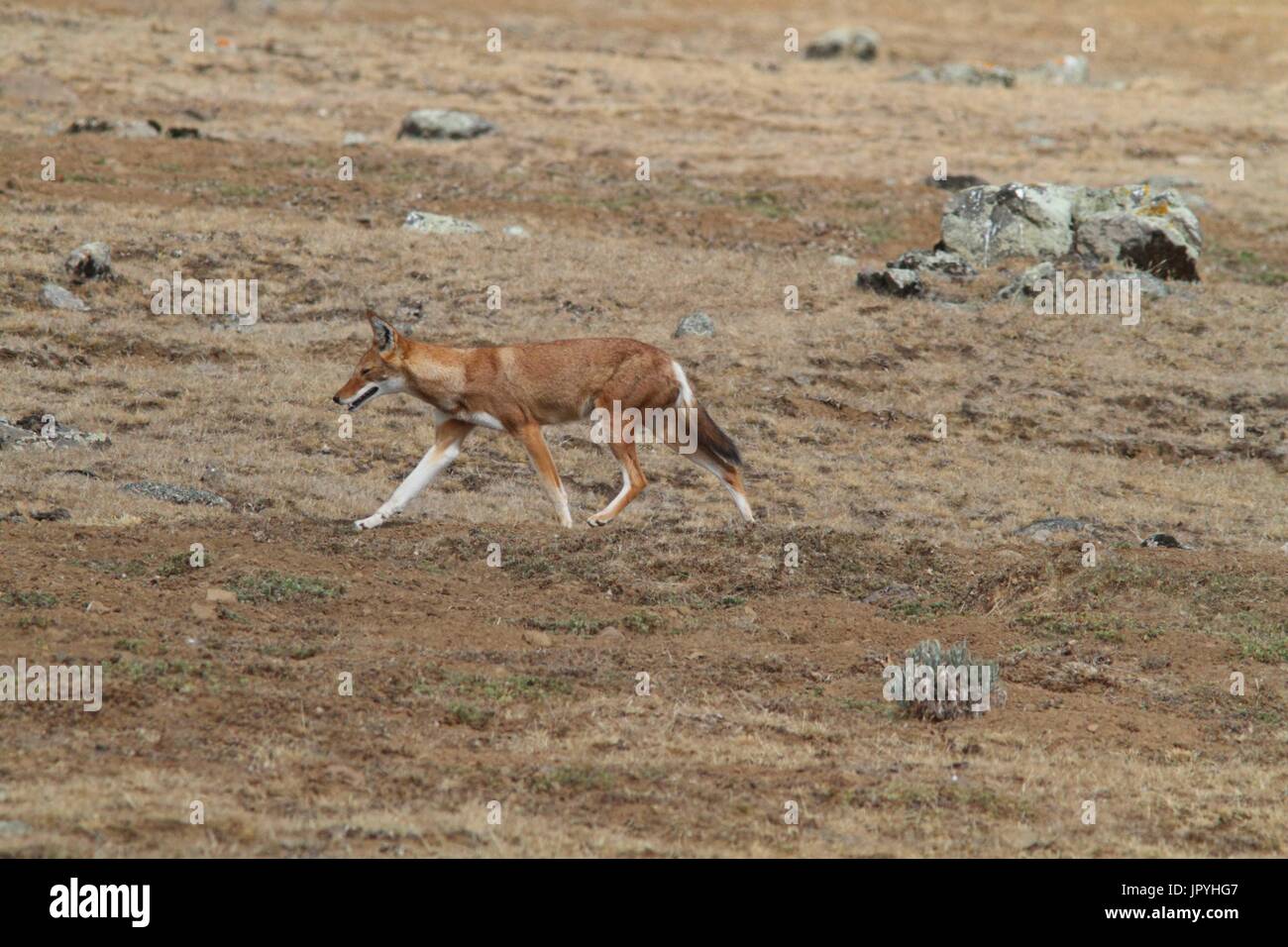 Sub alpine heath hi-res stock photography and images - Alamy
