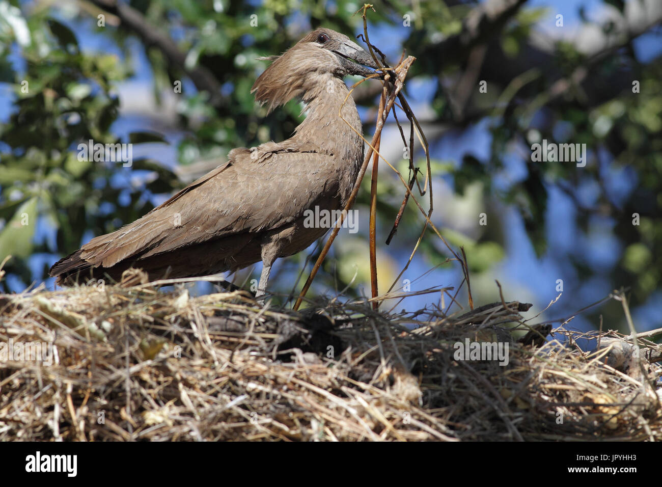 Hamerkop building its nest - Botswana Stock Photo - Alamy