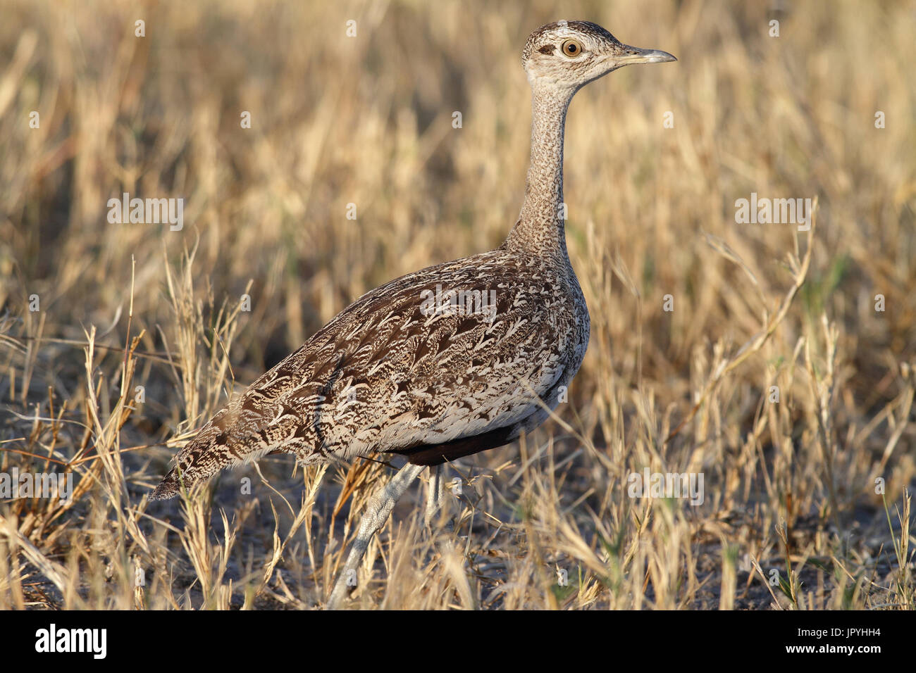 Red-crested Bustard female in the savannah - Botswana Stock Photo - Alamy