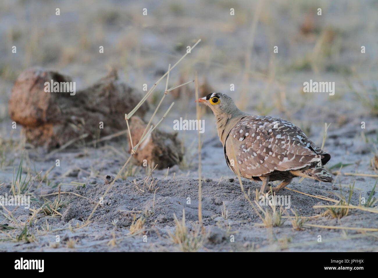 Double Banded Sandgrouse High Resolution Stock Photography and Images ...