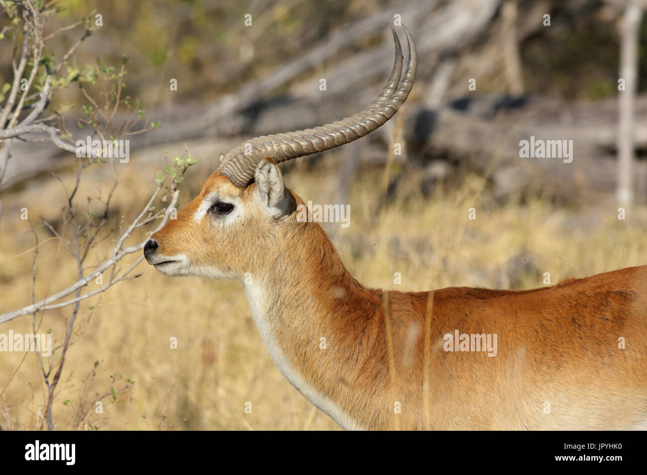 Red Lechwe Waterbuck High Resolution Stock Photography and Images - Alamy