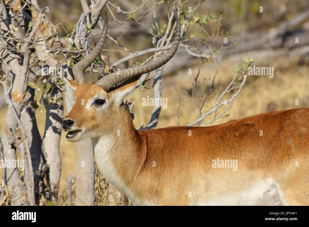 Lechwe in the bush - Botswana Stock Photo - Alamy