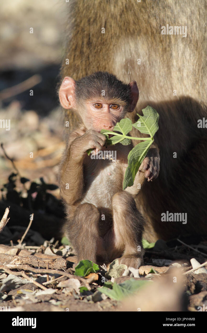 Baby baboons feeding hi-res stock photography and images - Alamy
