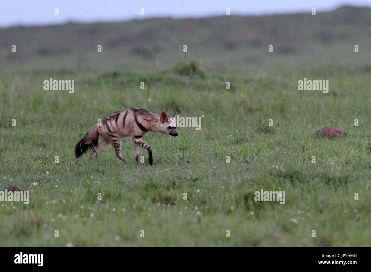 Aardwolf Proteles Cristatus Stock Photos & Aardwolf Proteles Cristatus ...