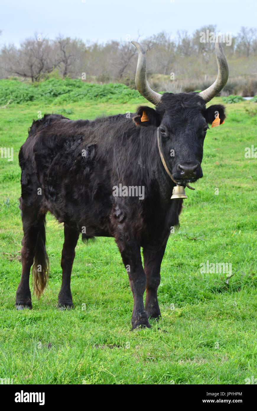 Camargue bull bos taurus camargue hi-res stock photography and images ...