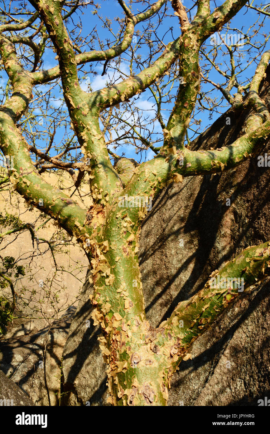 Commiphora tree hi-res stock photography and images - Alamy