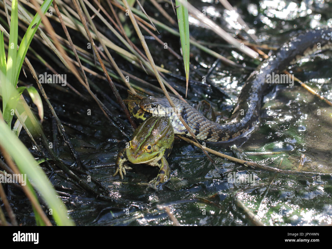 Grass snake catching a Green Frog - Alsace France Stock Photo - Alamy