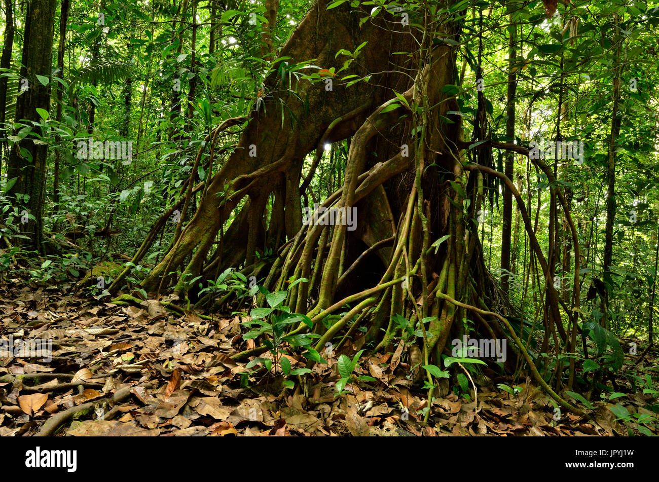 Stilt roots in the forest - Tresor Reserve French Guiana Stock Photo ...