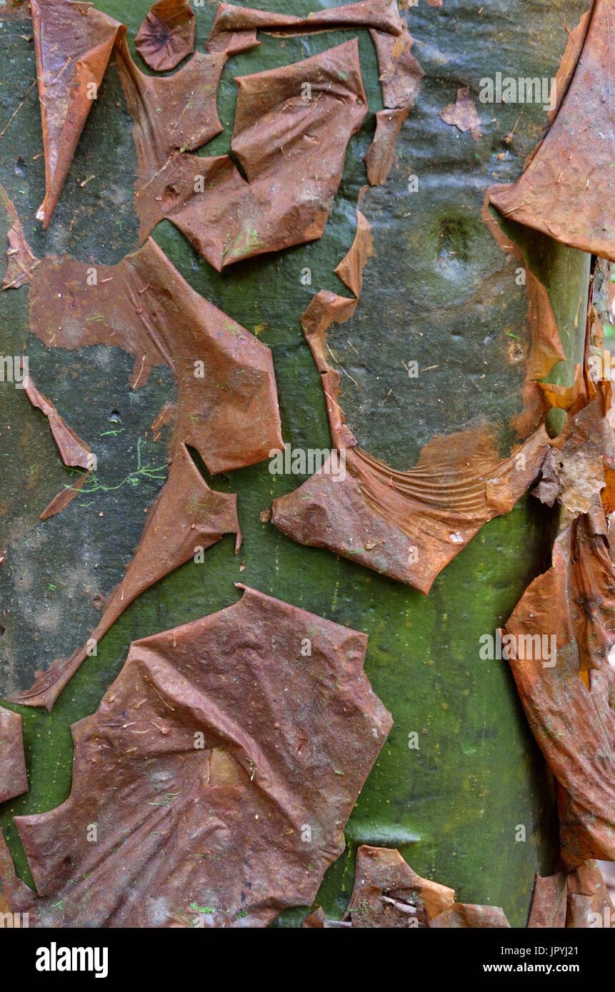 Peeling bark of the Capirona tree - Tresor French Guiana Stock Photo ...