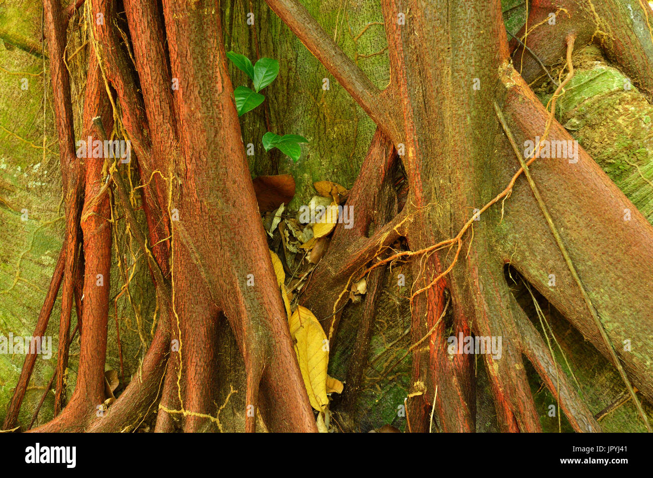 Strangler fig south america hi-res stock photography and images - Alamy