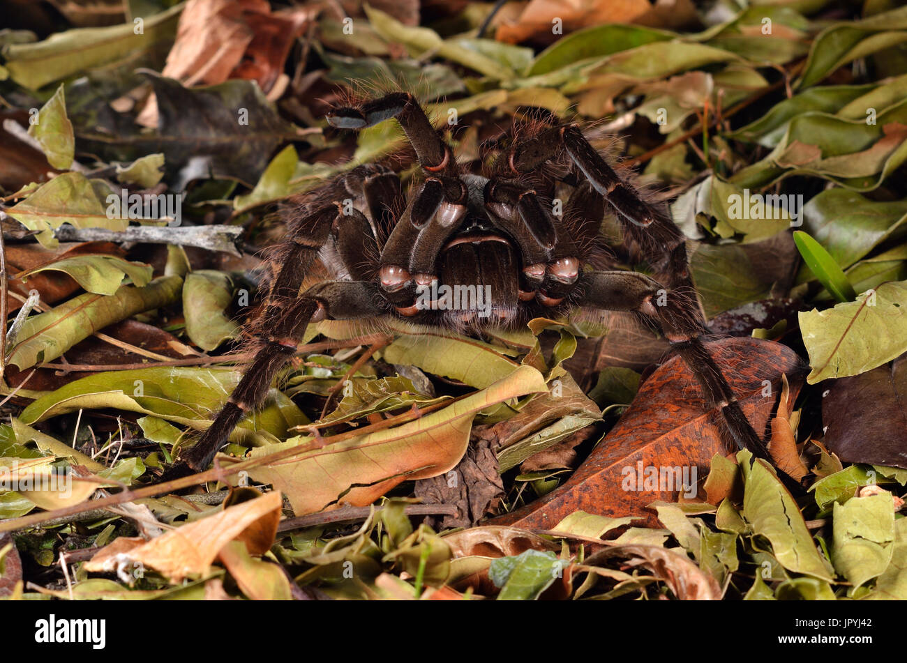 Goliath birdeater tarantula on forest floor - French Guiana Stock Photo ...