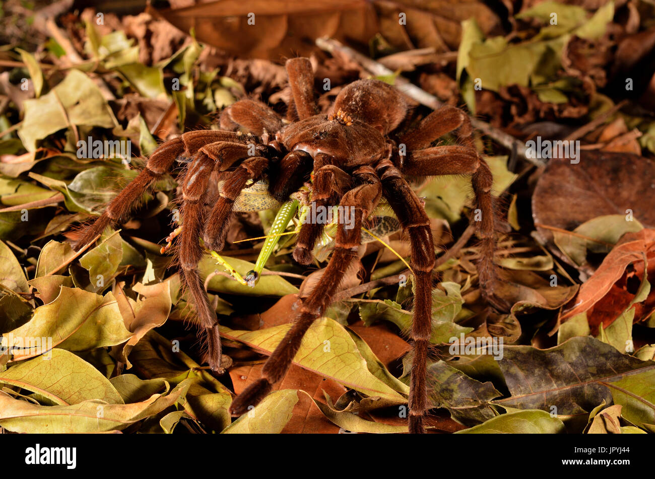 Goliath birdeater tarantula on forest floor - French Guiana Stock Photo ...