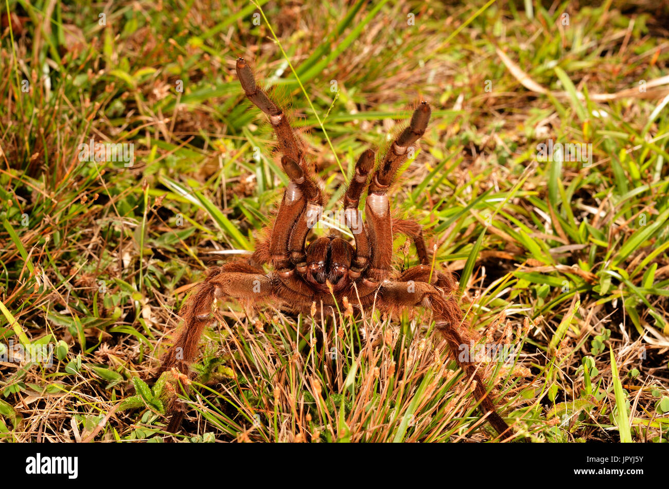 Goliath birdeater tarantula intimidating - French Guiana Stock Photo ...