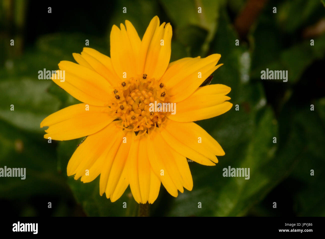 Singapor Daisy flower - New Caledonia Stock Photo - Alamy