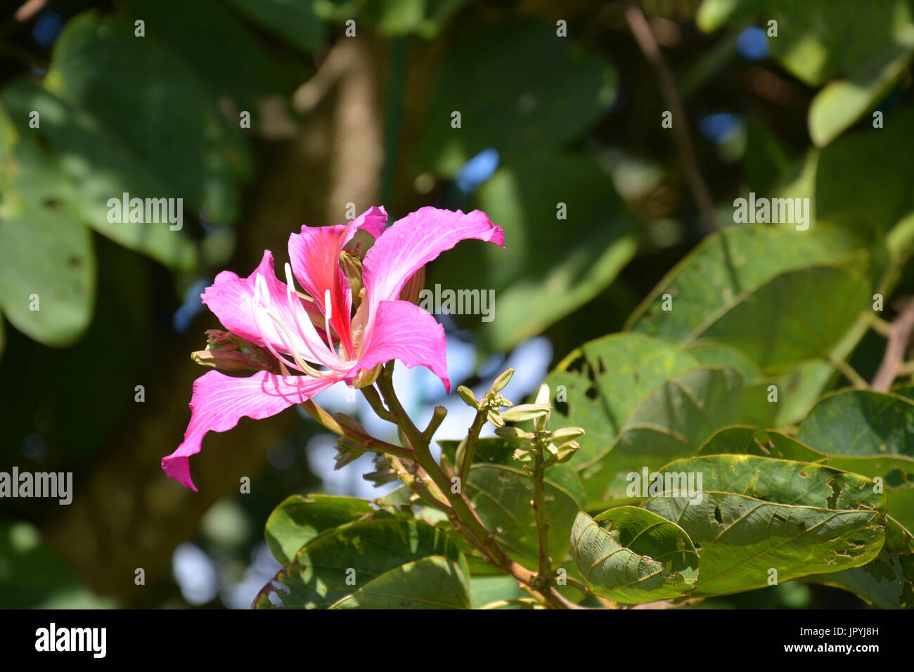 Pink Bauhinia flower - New Caledonia Stock Photo - Alamy