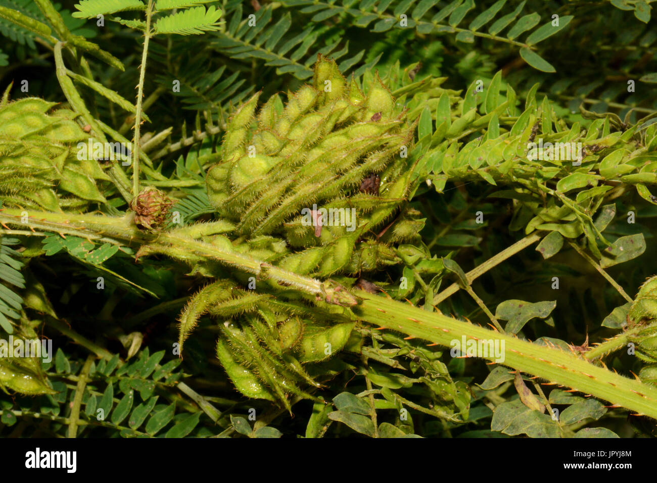 Giant Sensitive pods - New Caledonia Stock Photo - Alamy