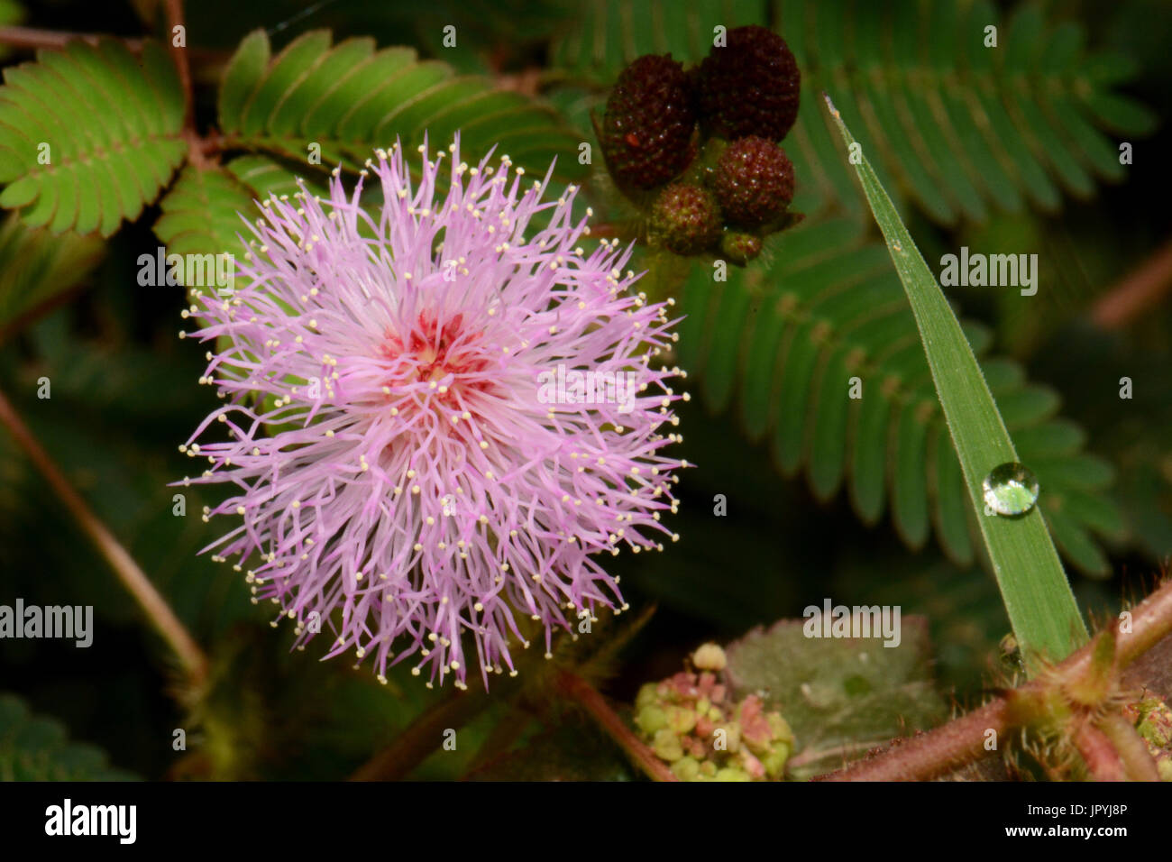 Anatomy plant hi-res stock photography and images - Alamy