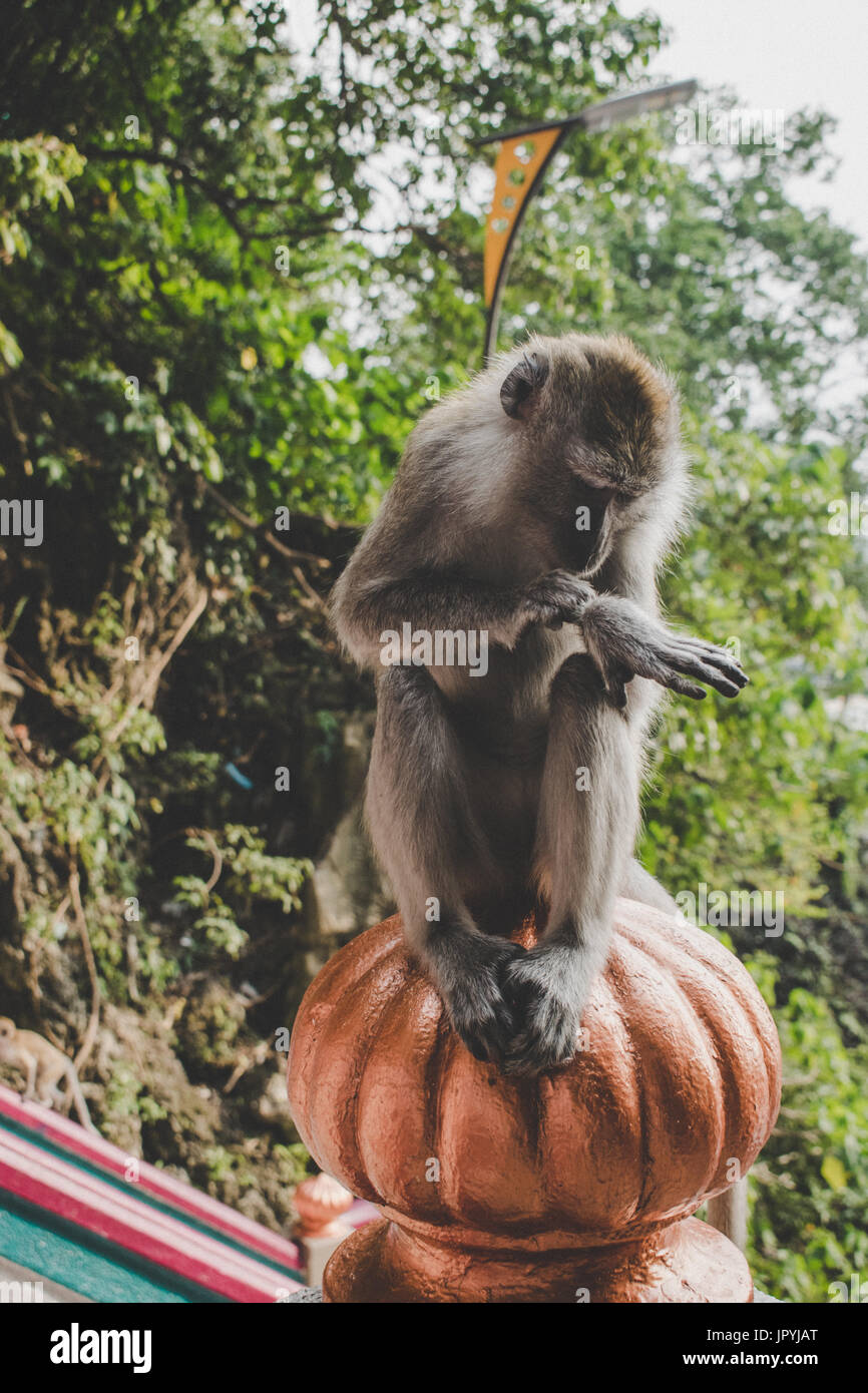 Monkey life hi-res stock photography and images - Alamy