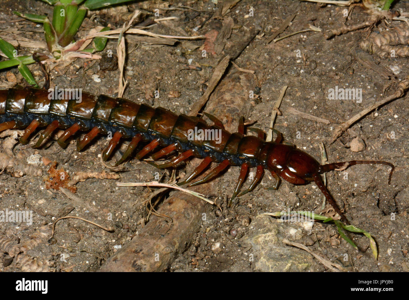 Centipede scolopendra sp hi-res stock photography and images - Alamy