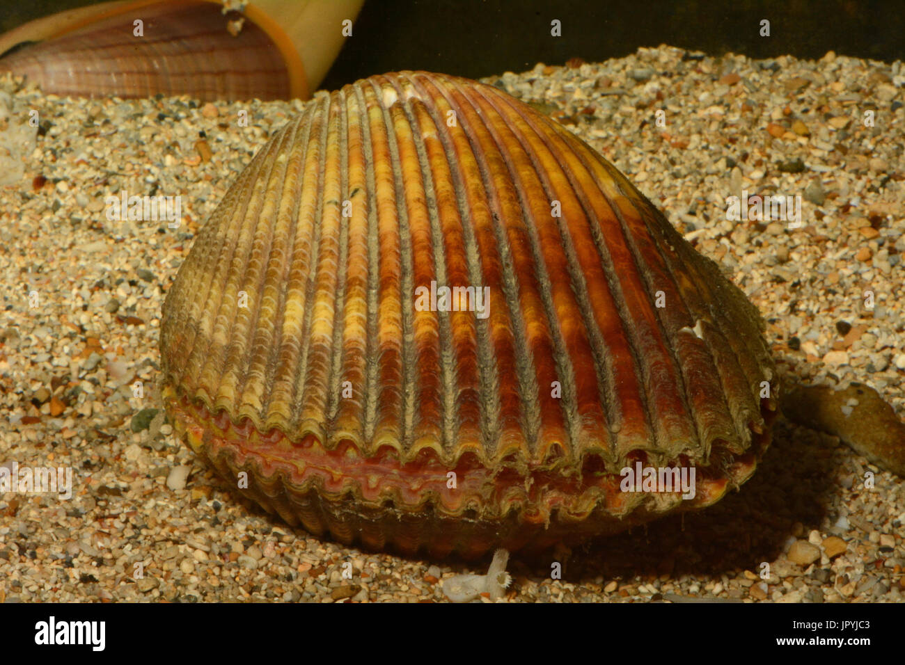 Vasticardium on sand - Southern Lagoon New Caledonia Stock Photo - Alamy