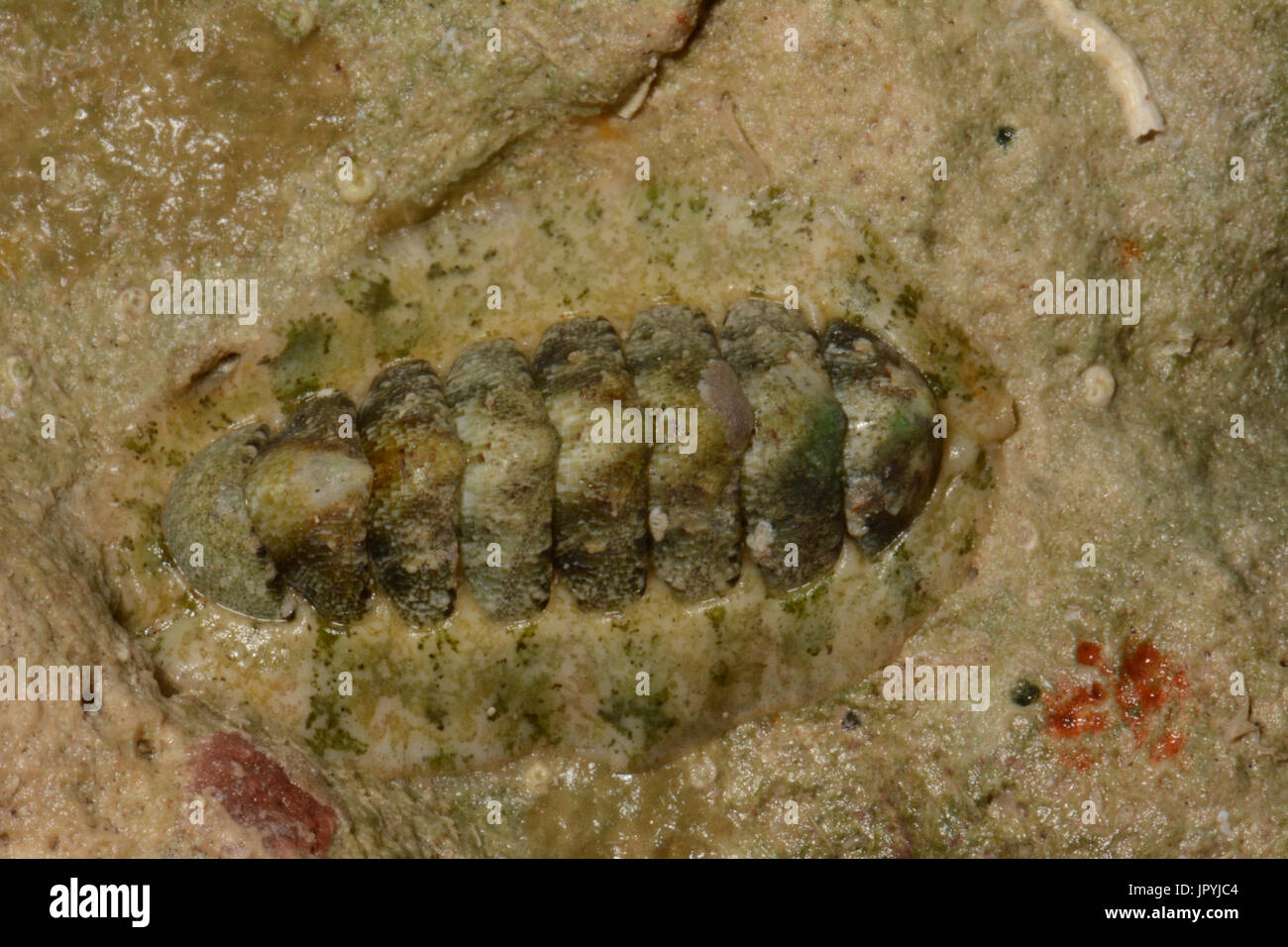 Chiton shell hi-res stock photography and images - Alamy