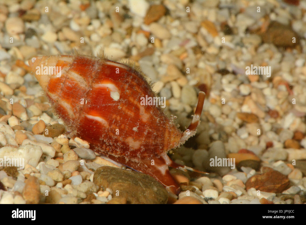 Yellow dove hi-res stock photography and images - Alamy