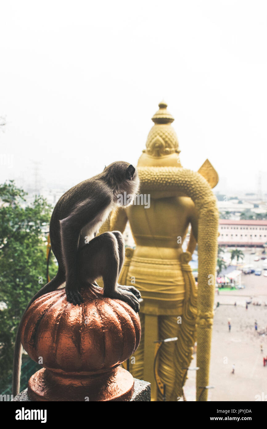 Monkey life hi-res stock photography and images - Alamy