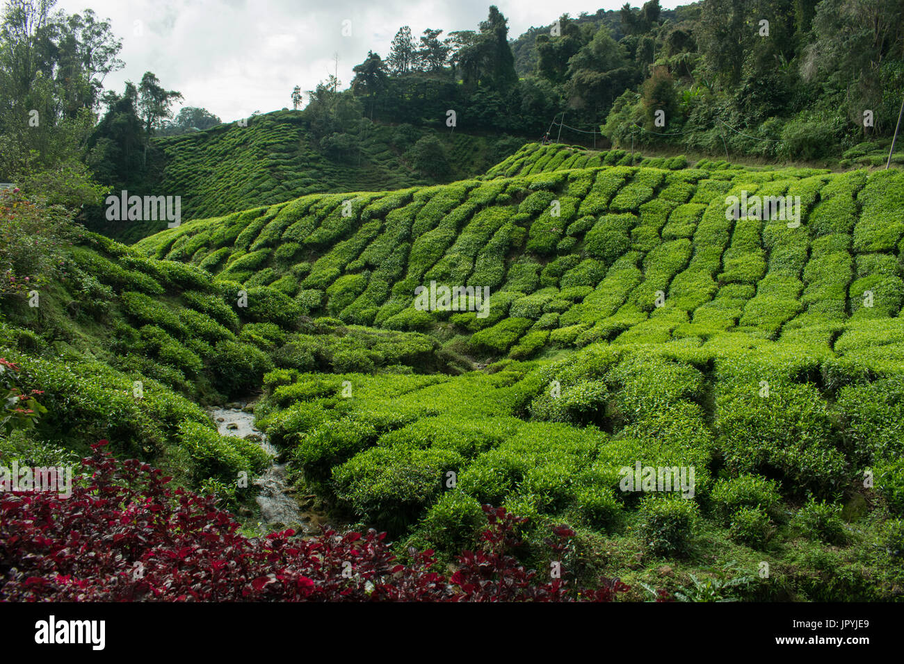 Cameron valley estate hi-res stock photography and images - Alamy