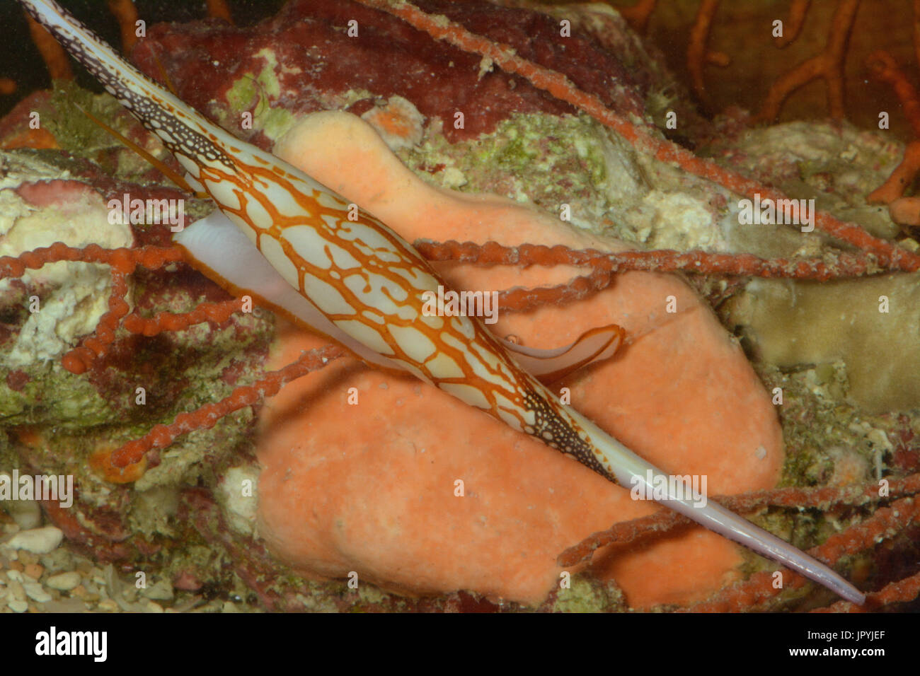 Long-snouted Volva on reef - New Caledonia Stock Photo - Alamy