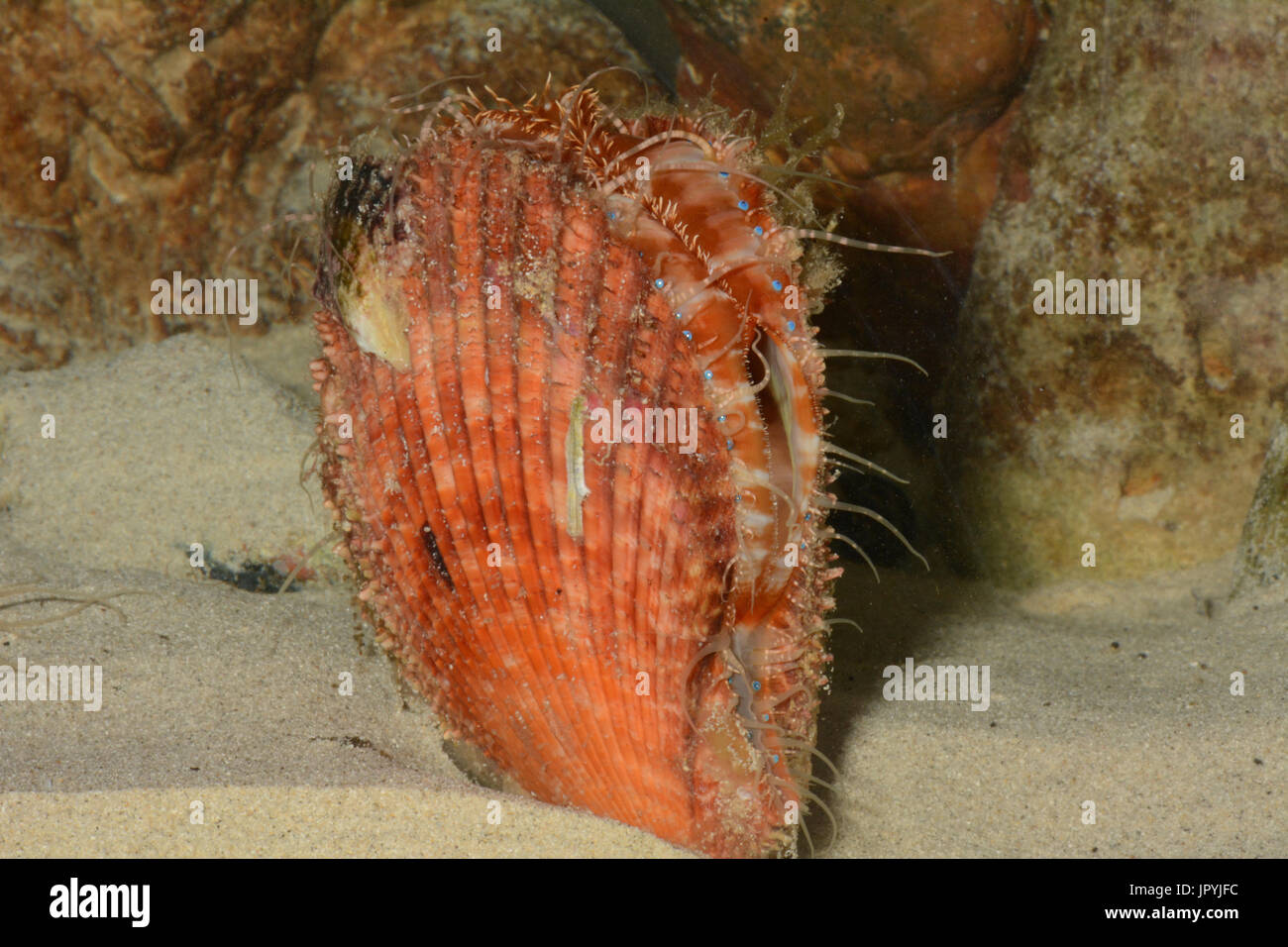 Scallop on sand - New Caledonia Stock Photo - Alamy