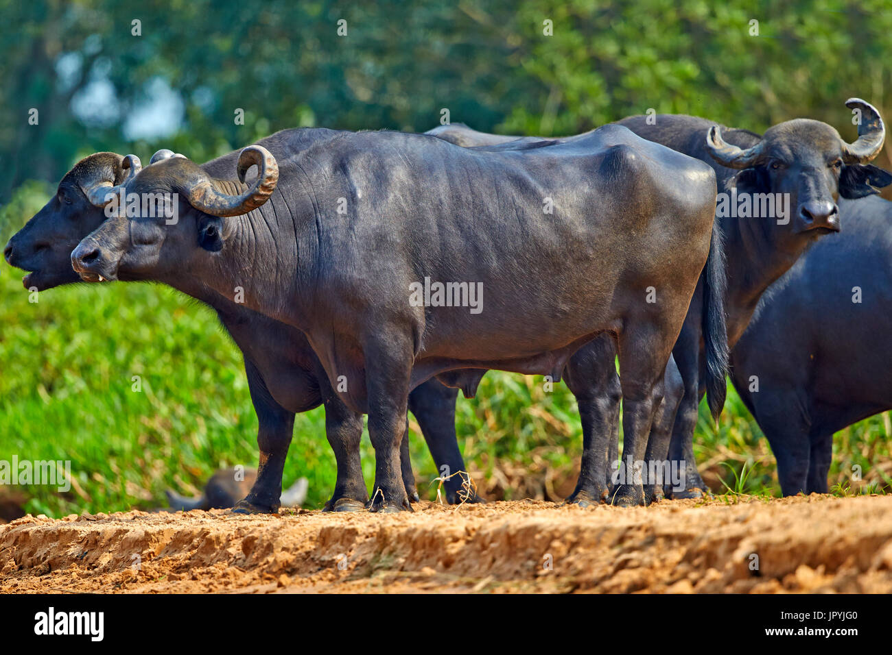 Water buffaloes - Brazil Pantanal Stock Photo - Alamy