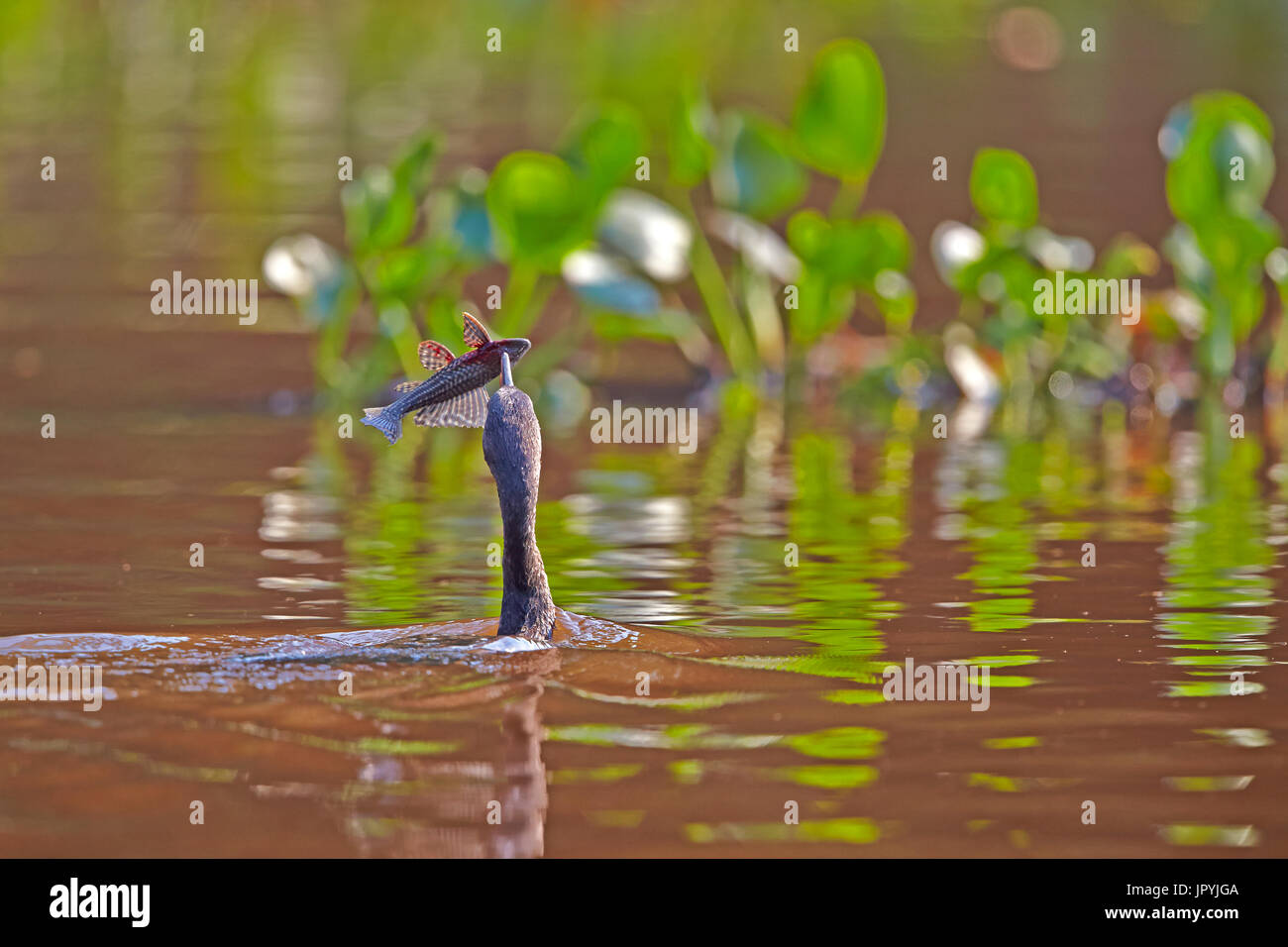 Neotropic Cormorant catching a fish - Panatanal Brazil Stock Photo - Alamy