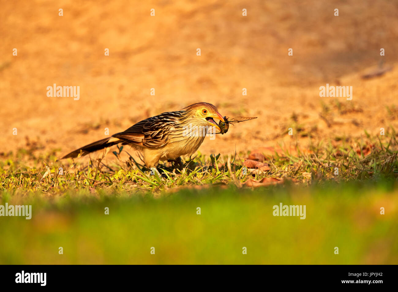 Guira cuckoo eating a Ciccada on ground - Pantanal Brazil Stock Photo ...