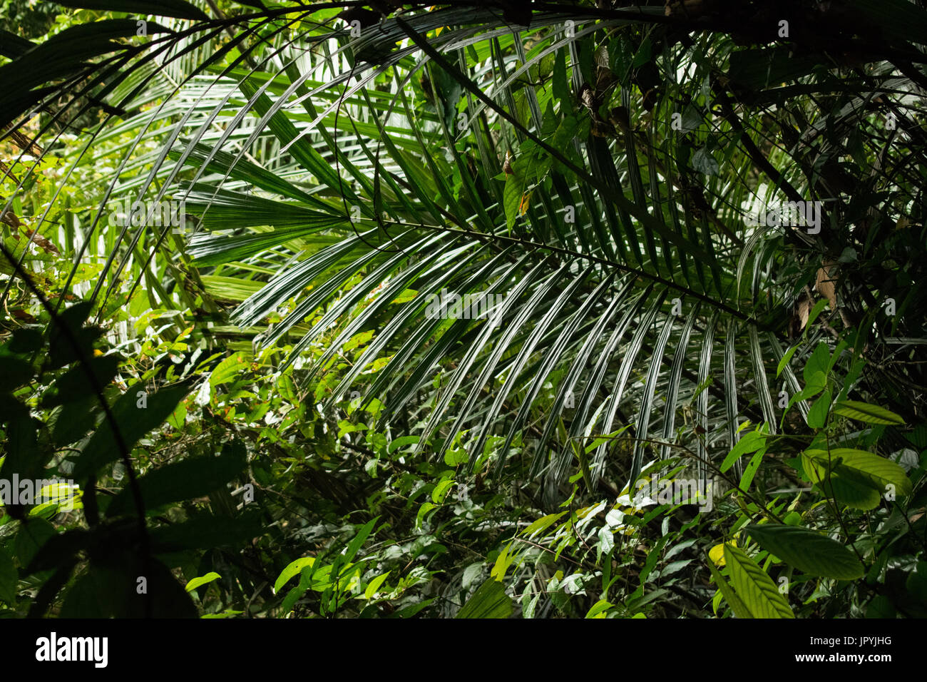 Tropic forest hi-res stock photography and images - Alamy
