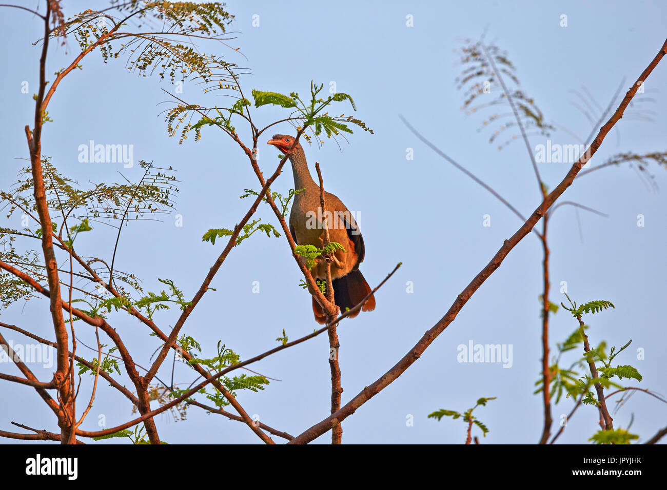 Chaco chachalaca on branch - Brazil Pantanal Stock Photo - Alamy