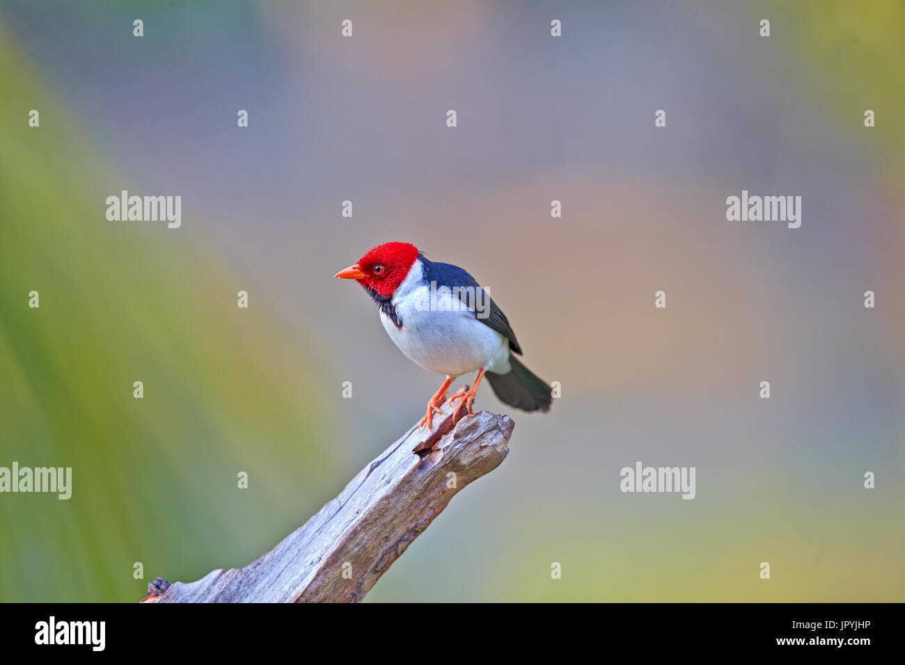 Red-capped Cardinal on a branch - Brazil Pantanal Stock Photo - Alamy