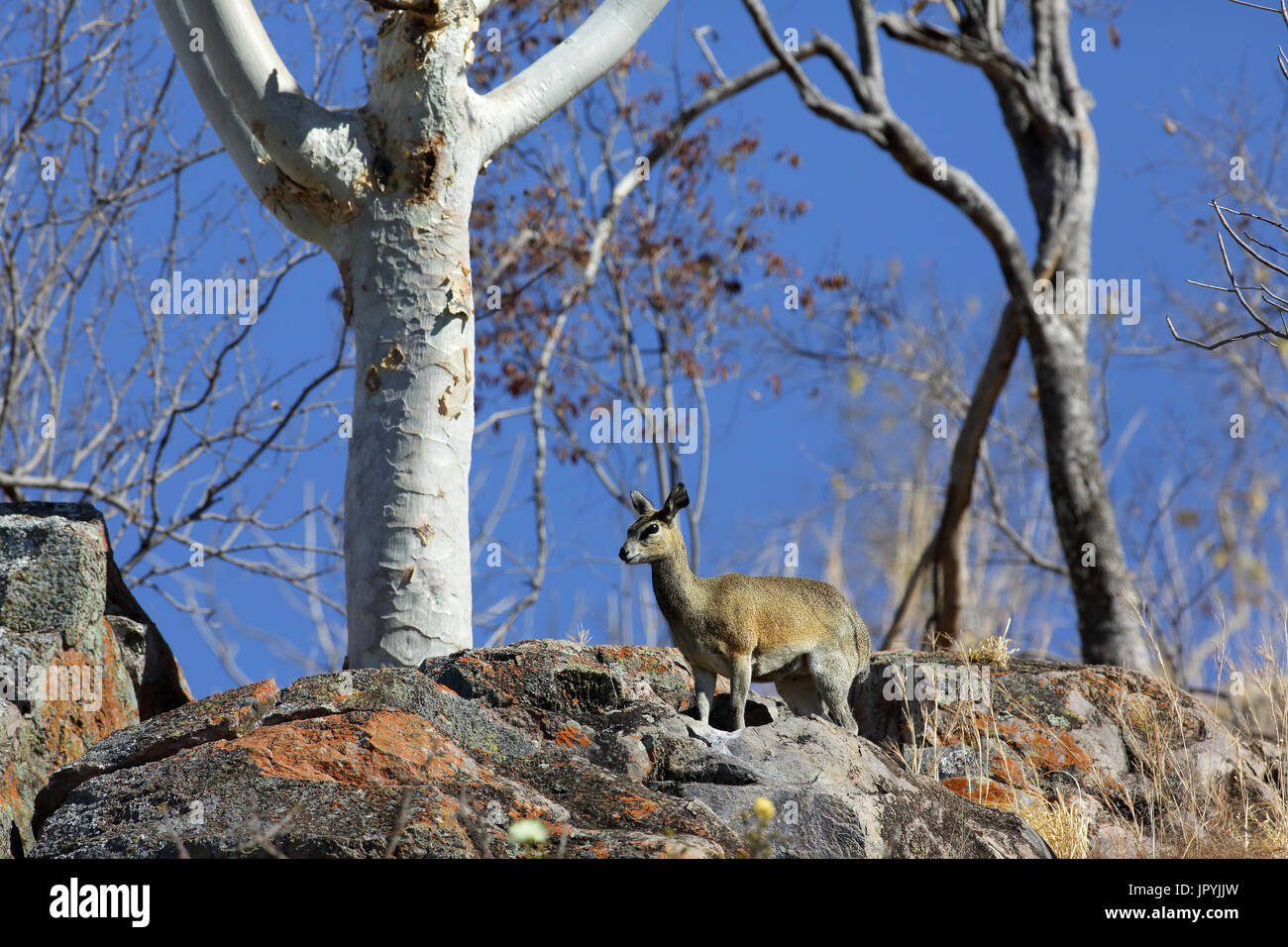 Female klipspringer hi-res stock photography and images - Alamy