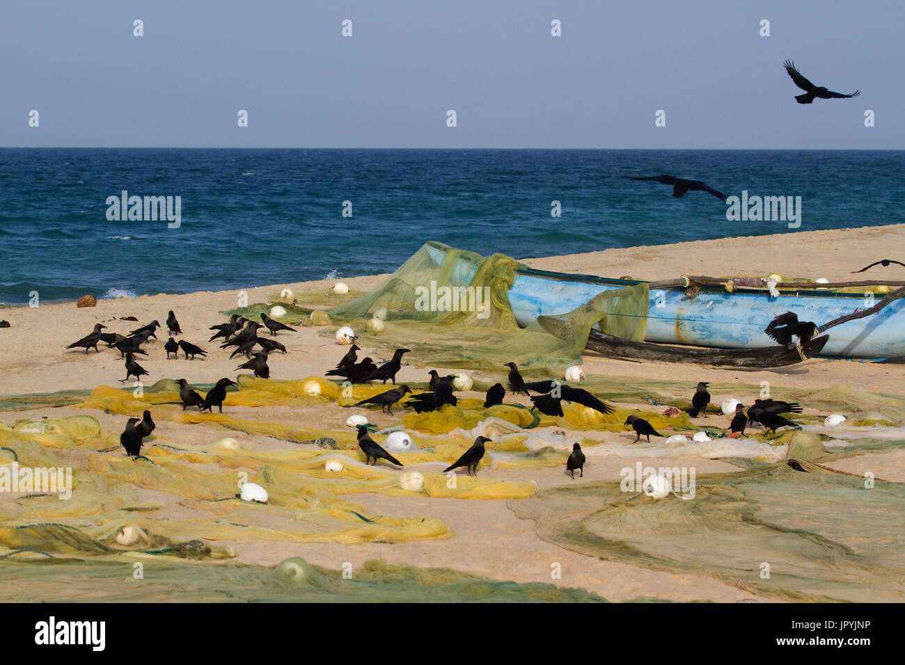 House crows on fishing net - Kallady beach Sri Lanka Stock Photo - Alamy
