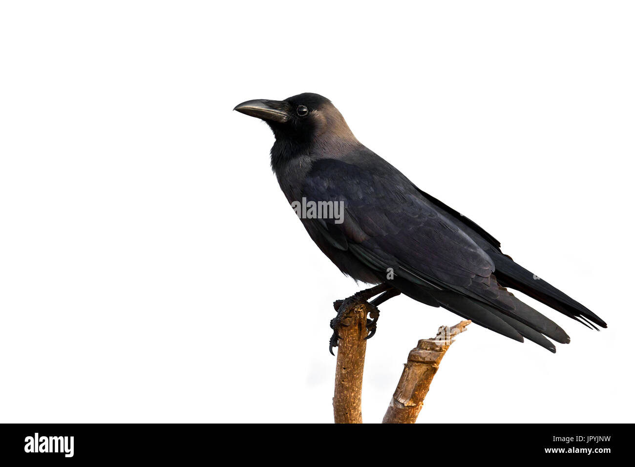 House crow on a branch - Batticaloa Sri Lanka Stock Photo - Alamy