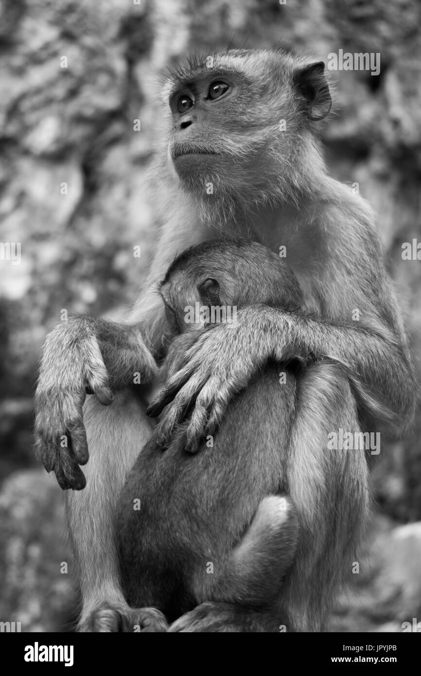 Tropical family Black and White Stock Photos & Images - Alamy